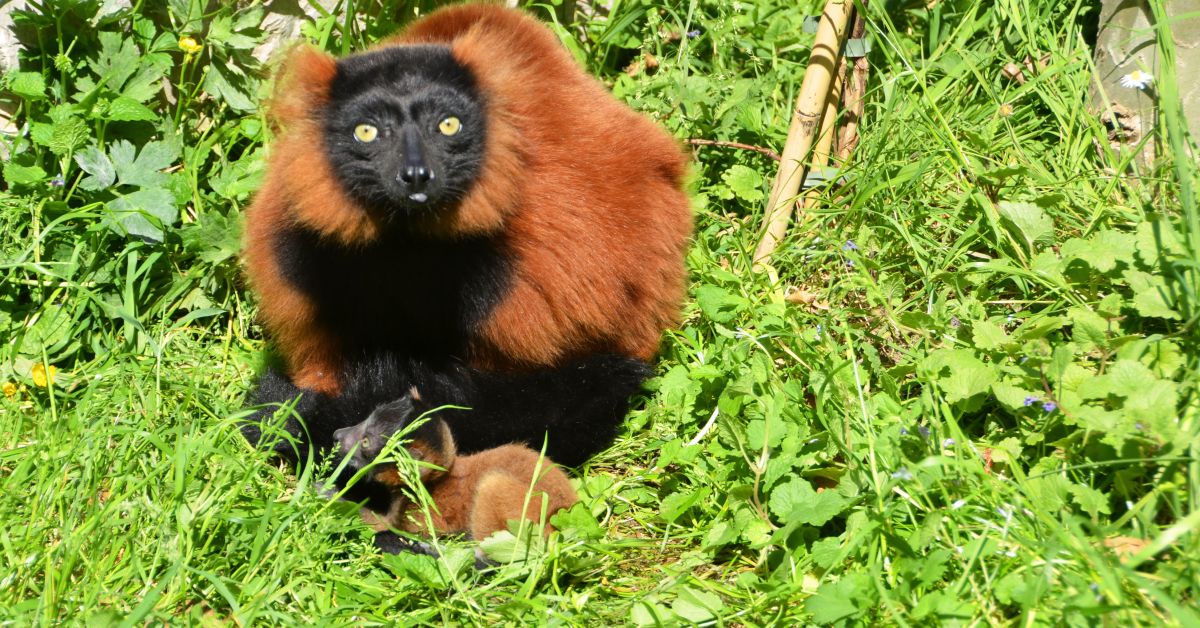 Zeer zeldzame Rode Vari geboren in Bellewaerde | Nieuws